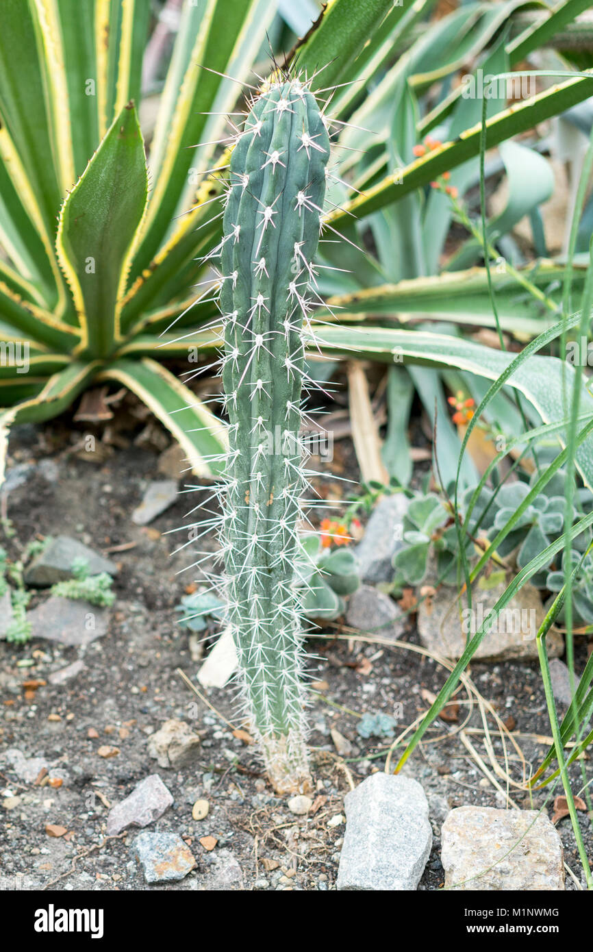 Long cactus with long needles Stock Photo - Alamy