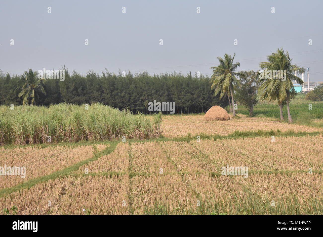 Awesome view of sugar cane field with a paddy straw storage with ...