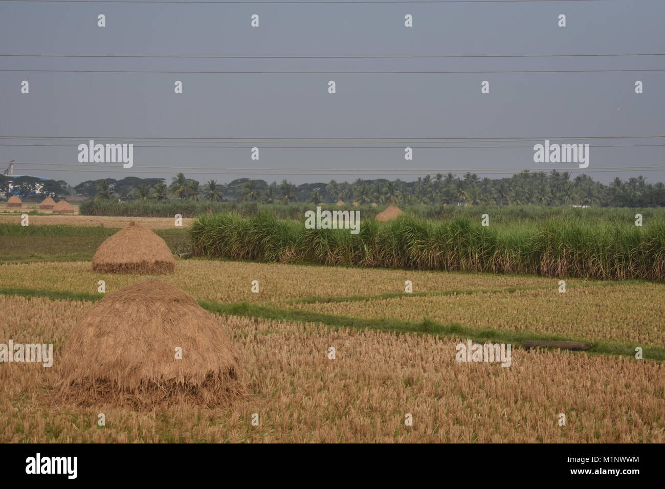 ]Paddy straw storage at open field near of sugar cane farm Stock Photo ...
