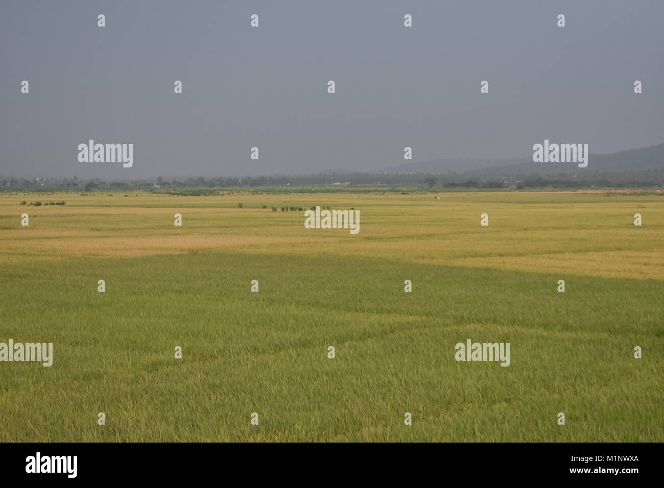 Cultivation of Paddy & Wheat looking awesome greenery Stock Photo - Alamy