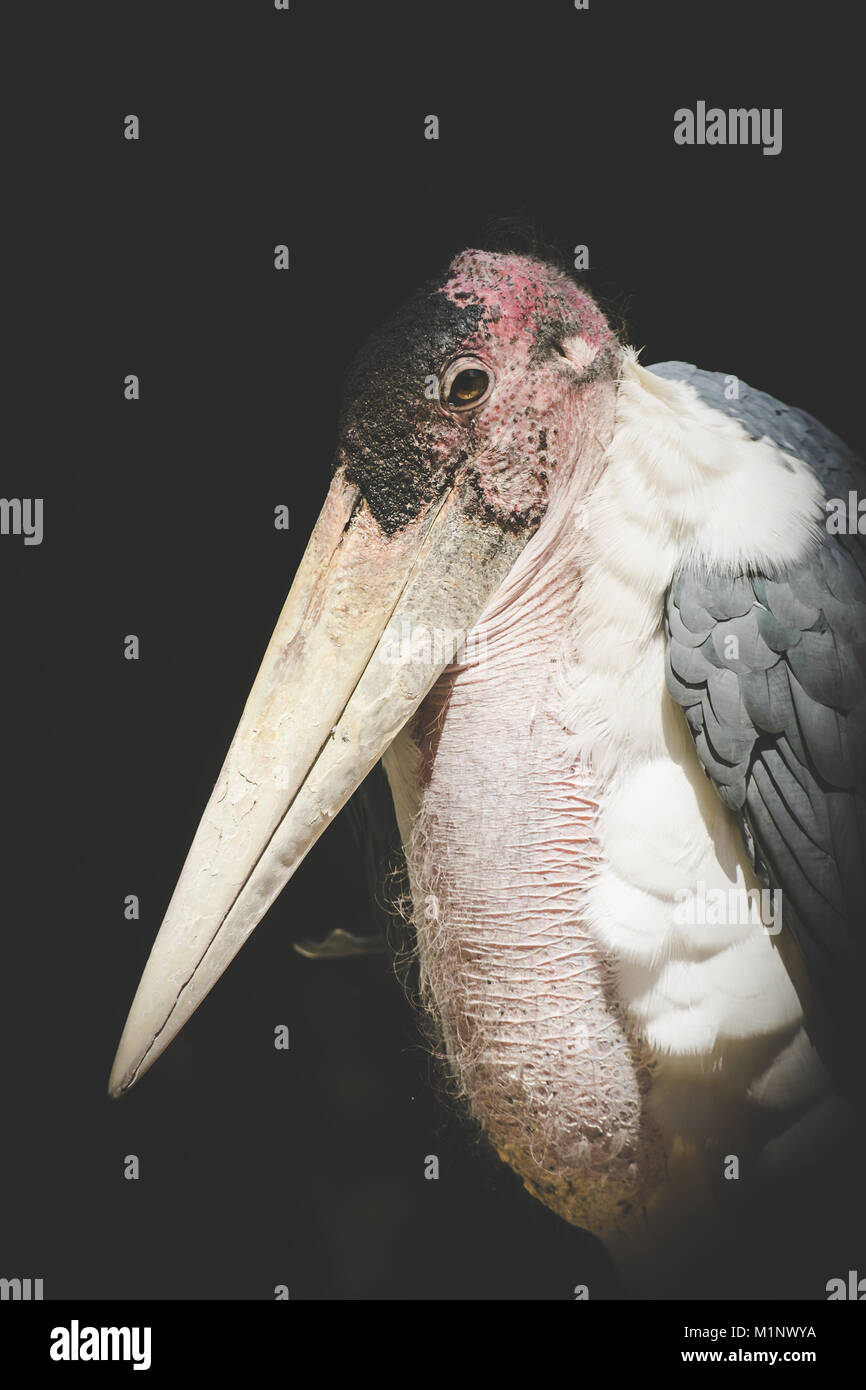 Close up view of a marabou stork in a zoo Stock Photo - Alamy