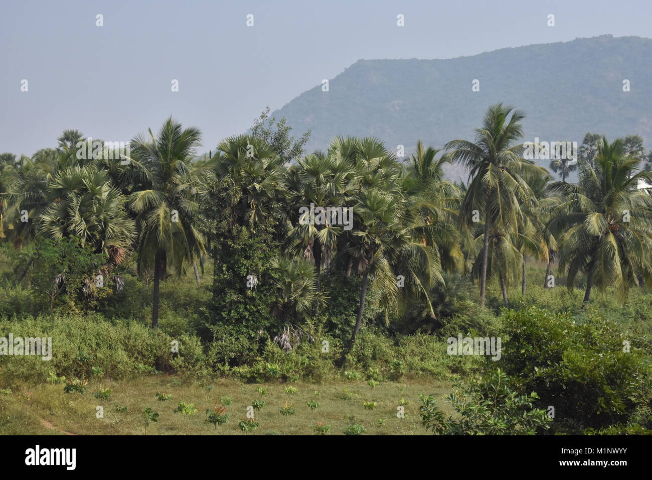 palm tree close view looking beautiful with mountain background Stock ...