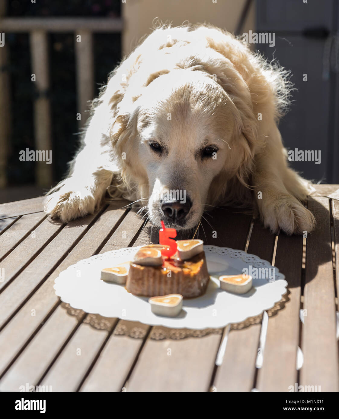 the birthday celebration of my golden dog named Prince, which devours ...