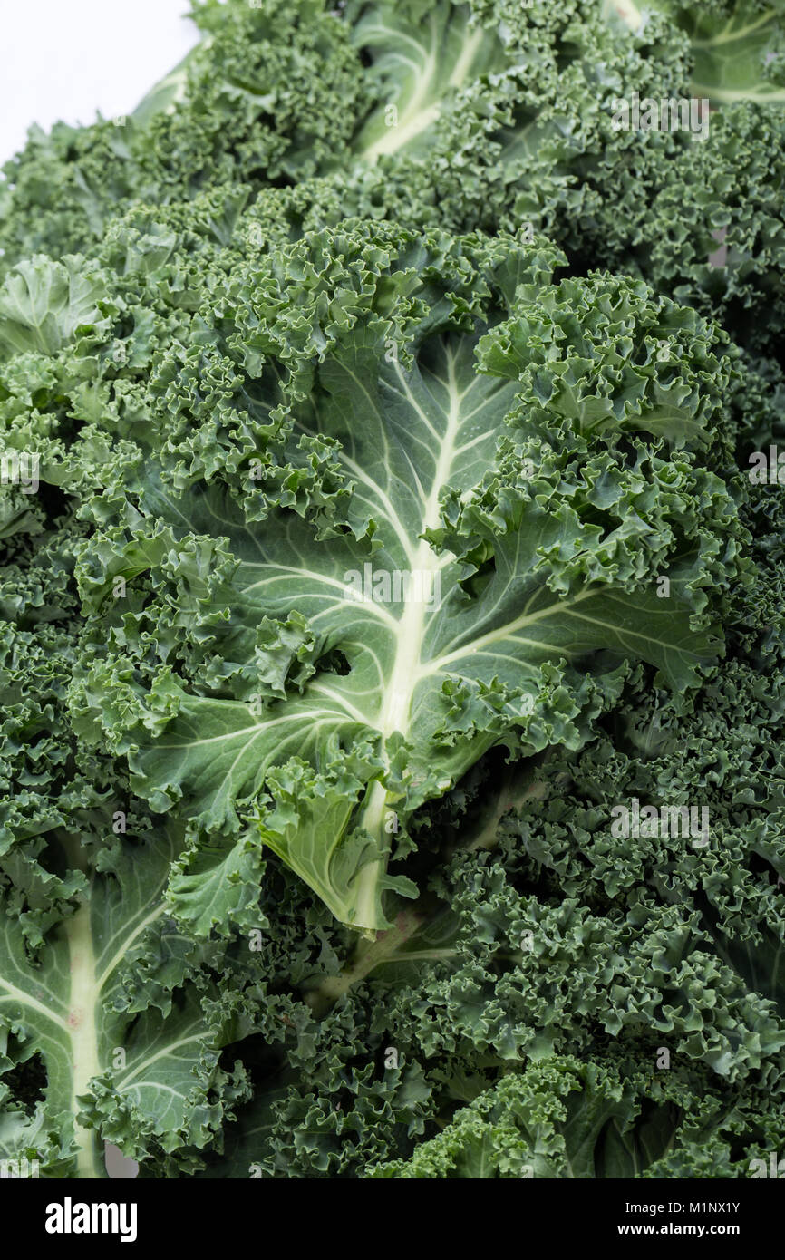 A healthy fresh curly kale Stock Photo - Alamy
