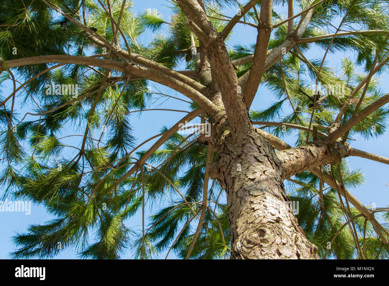 Natural background of pine tree on sky background Stock Photo - Alamy