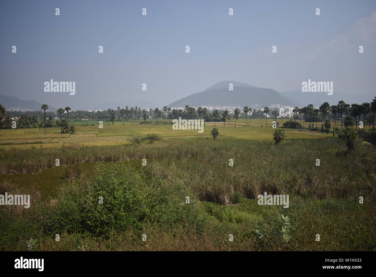 Awesome green field with Palm tree sequence plantation Stock Photo - Alamy