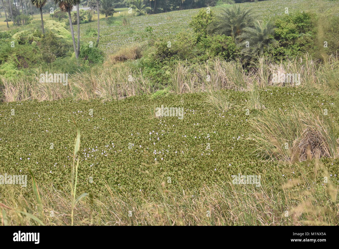 Slough Close view looking awesome with white flower coming Stock Photo ...