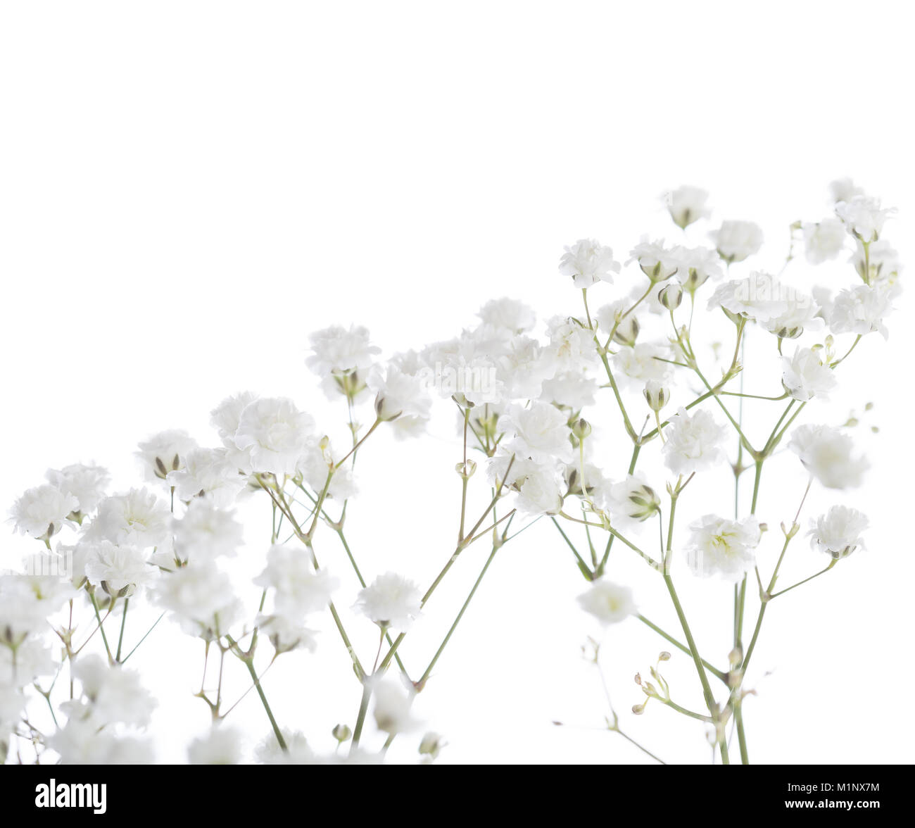 Gypsophila isolated on white background. Shallow depth of field ...