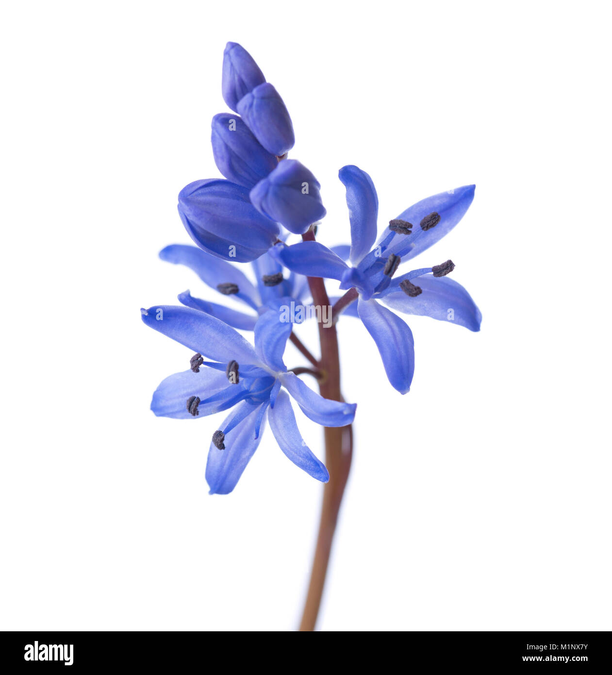 Close-up of Siberian Squill (Scilla siberica). Early spring flower ...