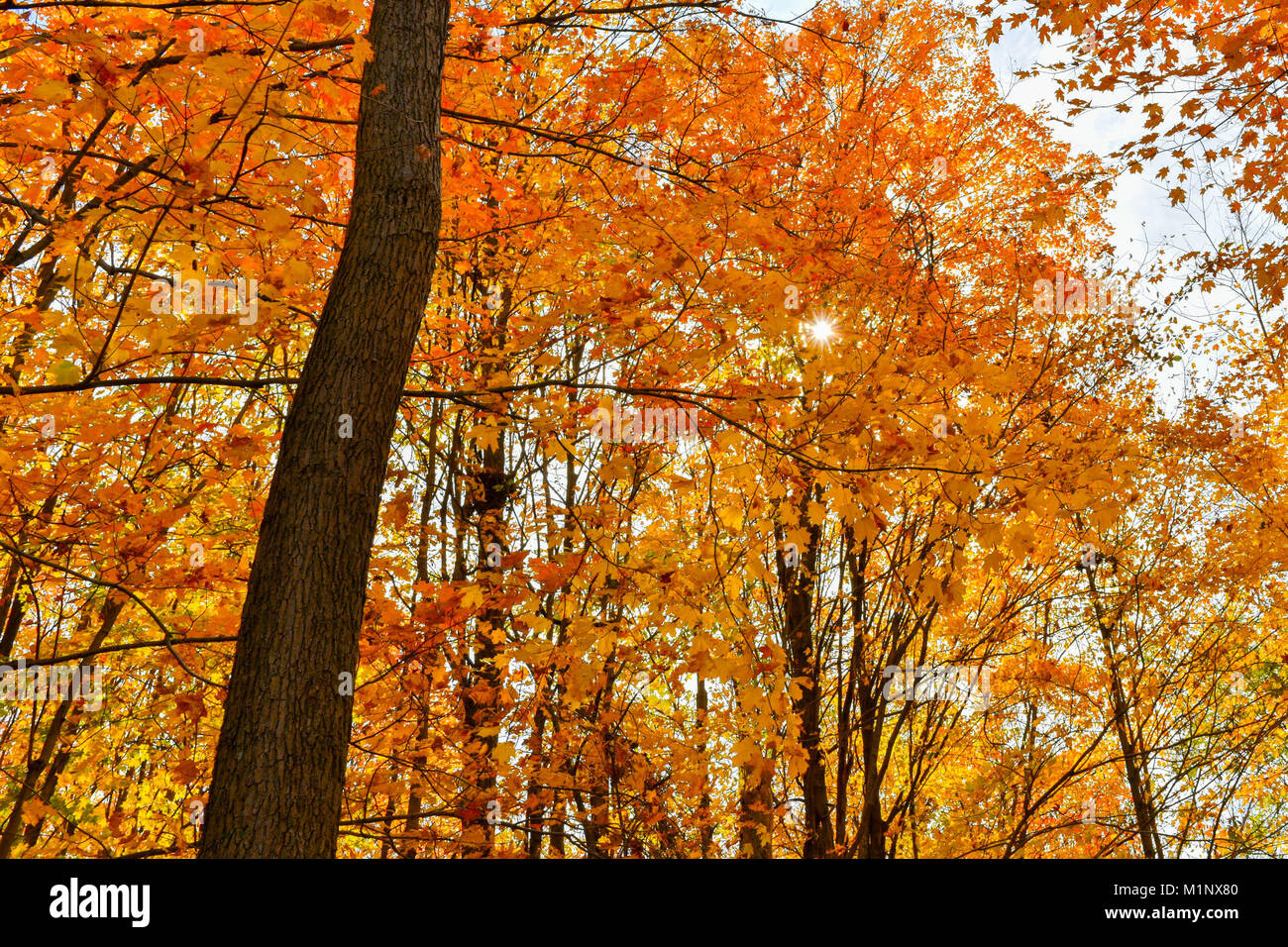 Looking at the sun through the tree canopy hi-res stock photography and ...