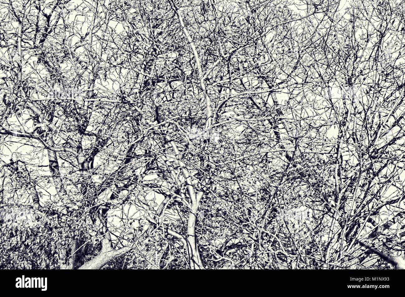 Leafless tree branches during winter Stock Photo - Alamy