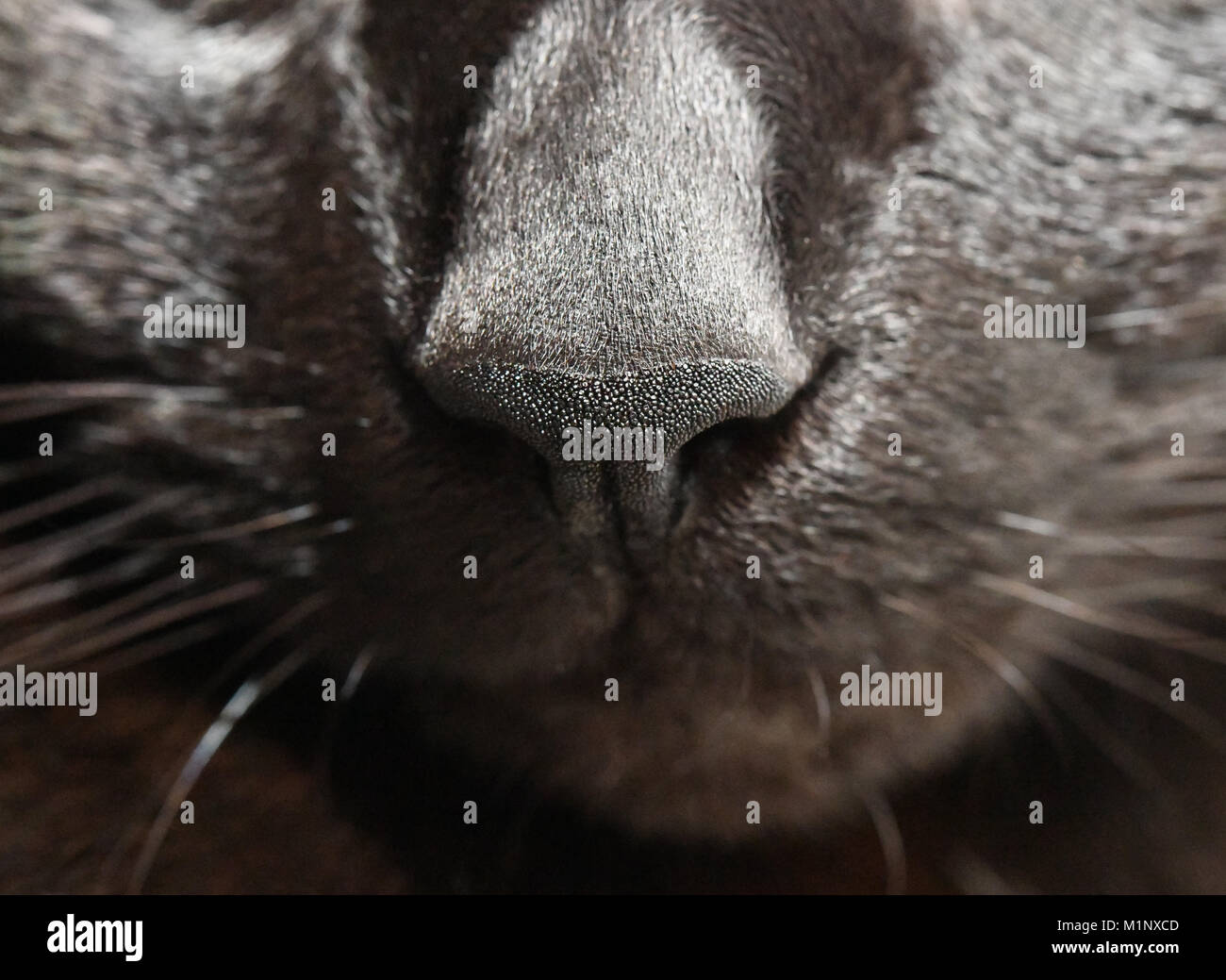Close up of a cat's nose Stock Photo - Alamy