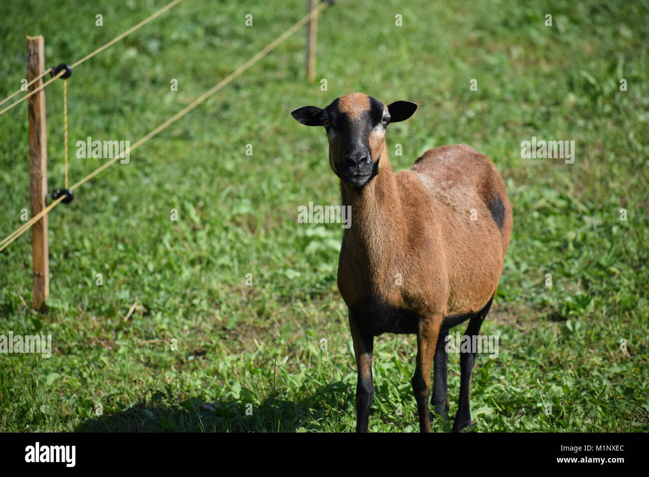 Little goat on a farm Stock Photo - Alamy