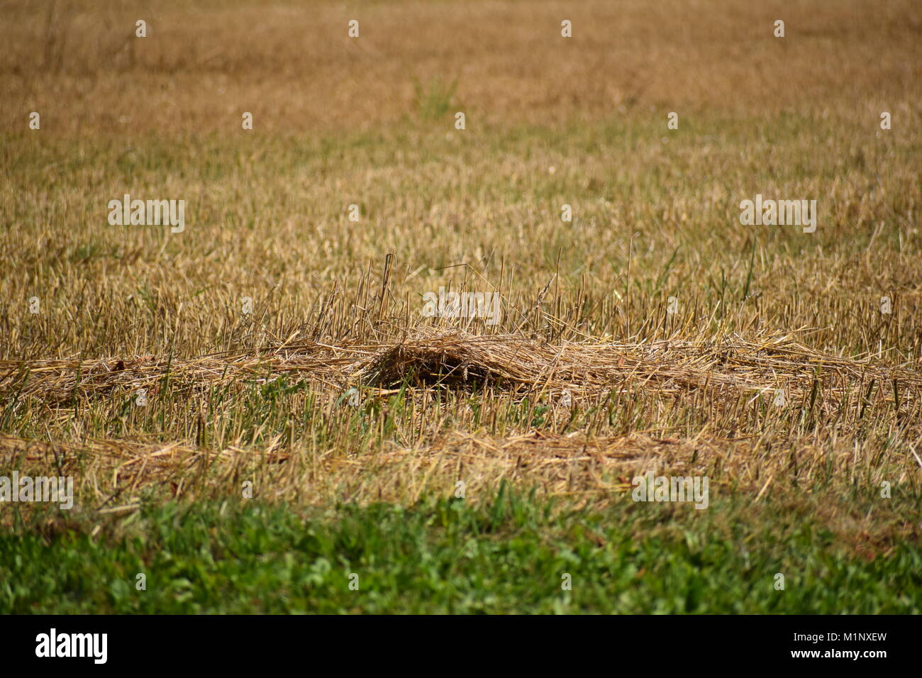 blob of straw in field Stock Photo - Alamy