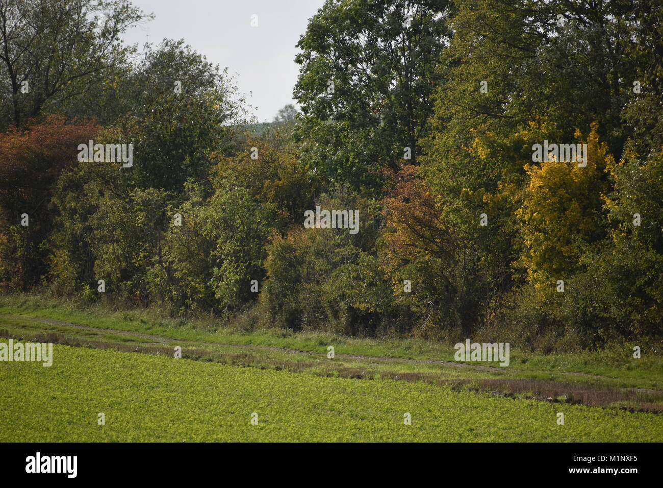 edge of the forest Stock Photo - Alamy