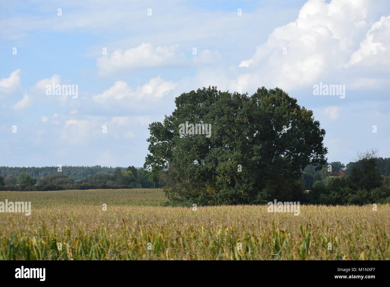tree in the field Stock Photo - Alamy