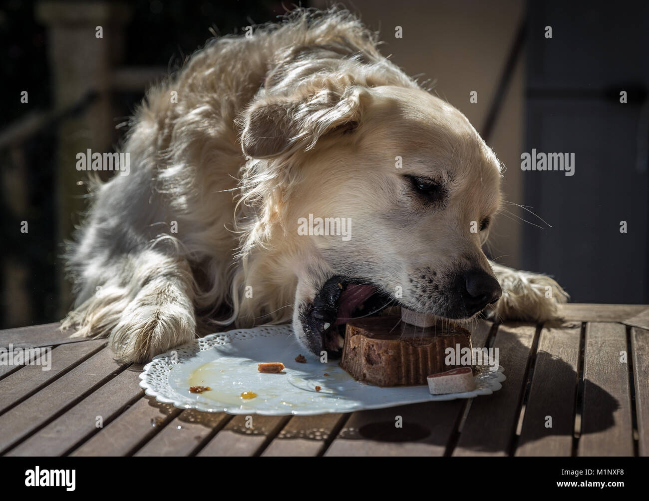 the birthday celebration of my golden dog named Prince, which devours ...