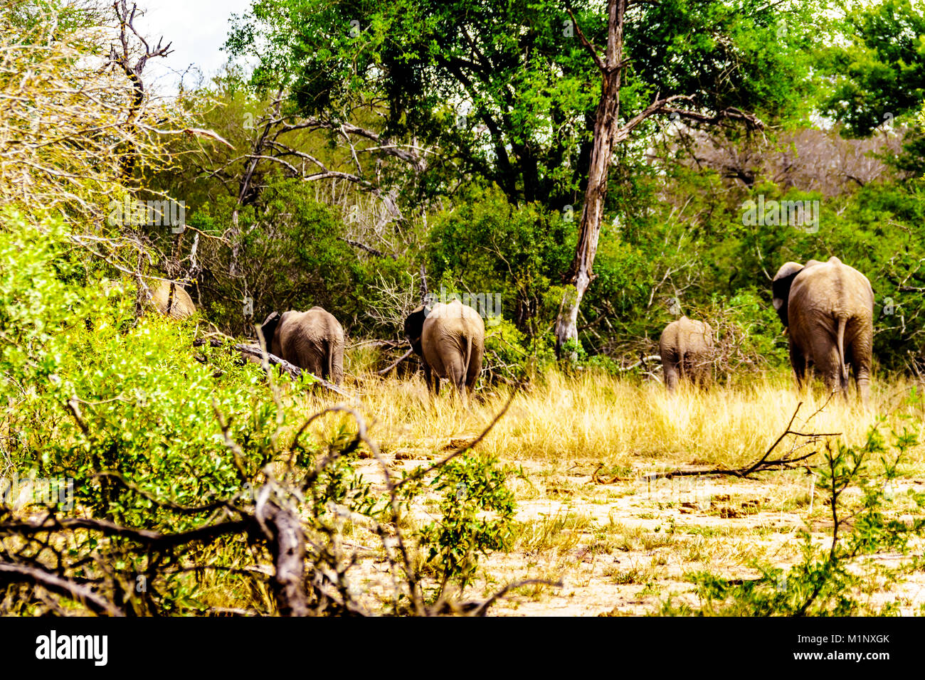 Group of Elephants disappearing in the forest after having been at ...