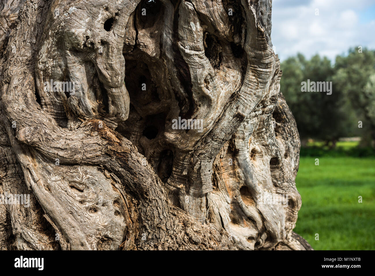 Detail of the bark of an old and large olive tree on a farm on the ...