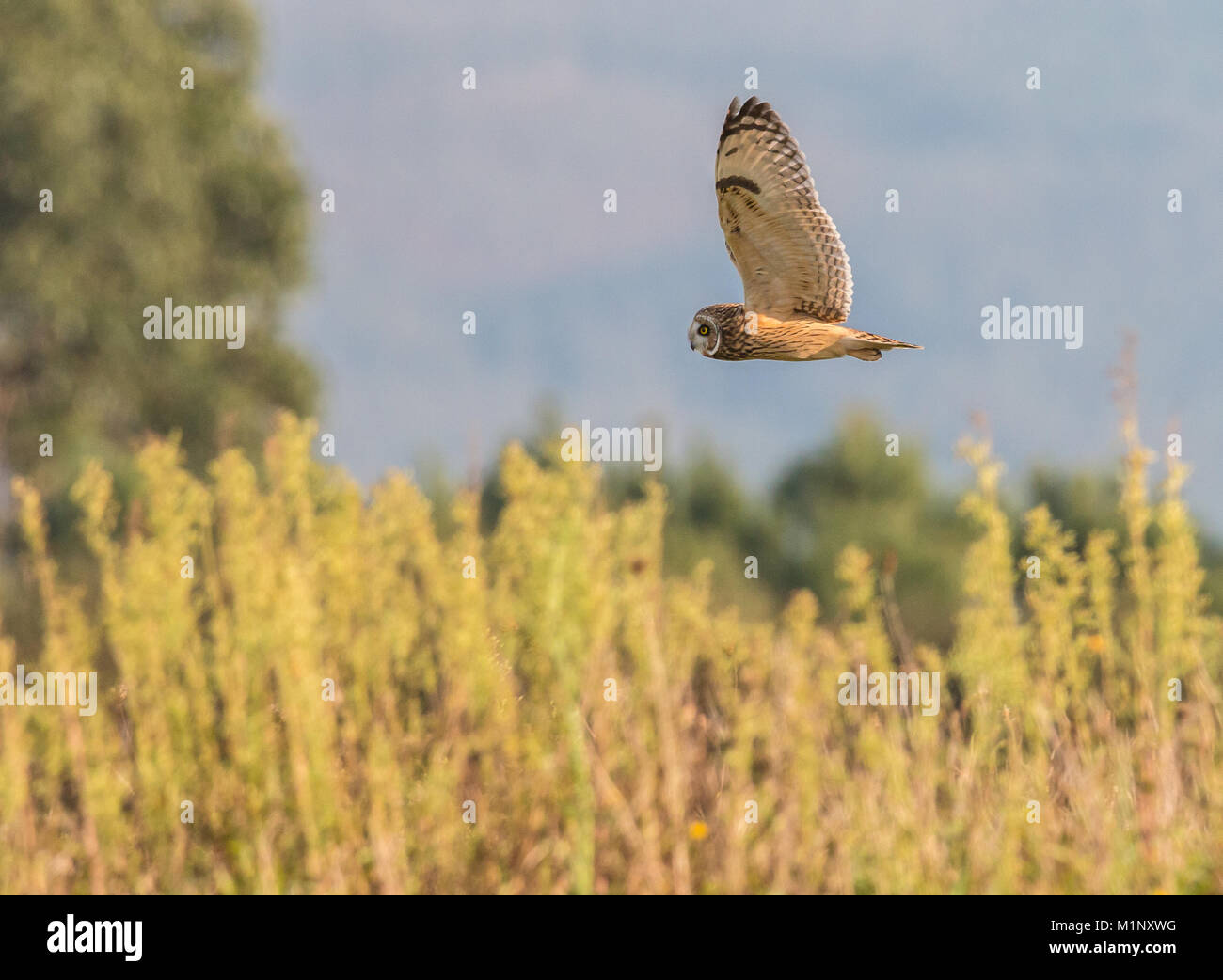 Spectacular bird hi-res stock photography and images - Alamy