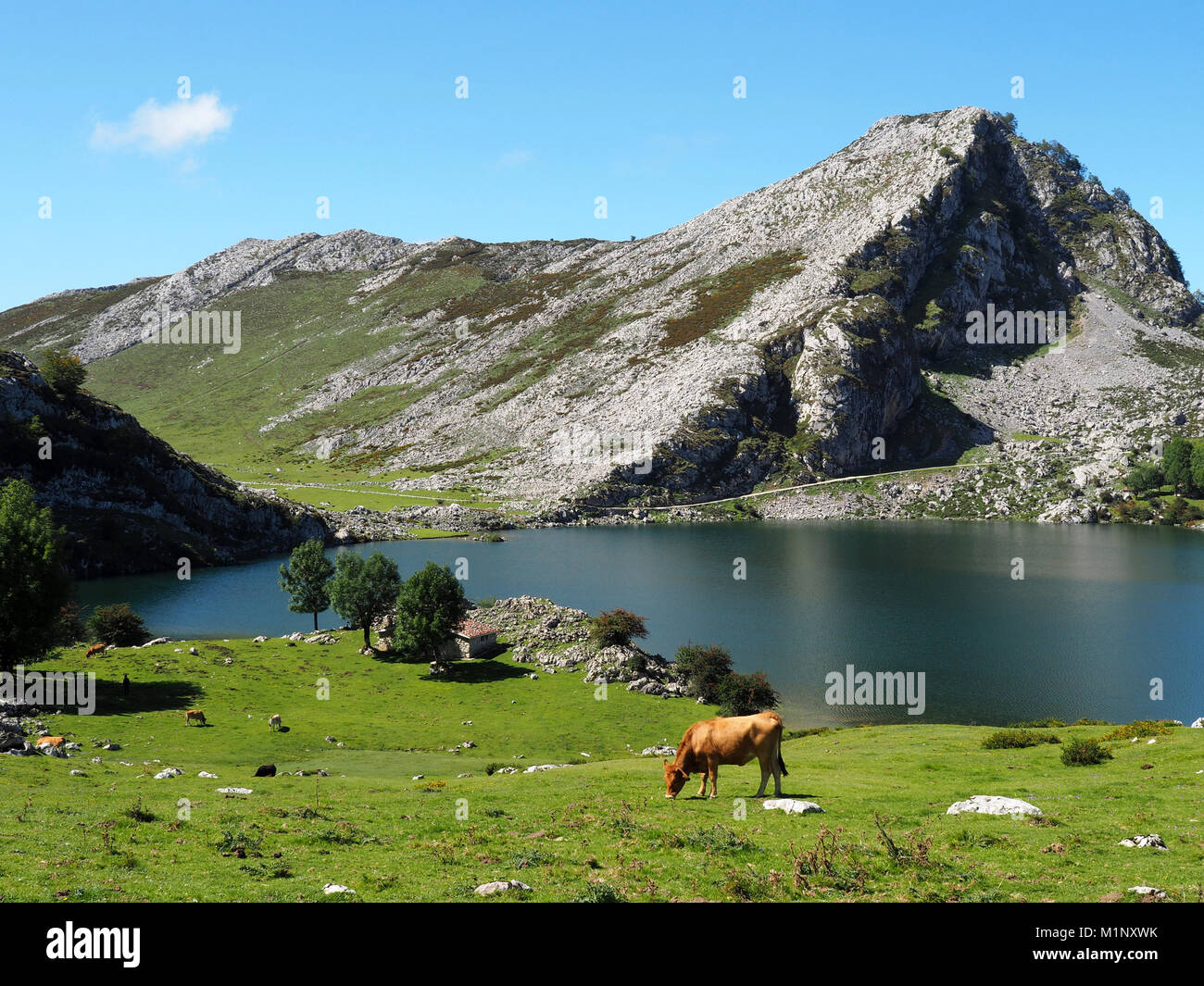 View of a cow at Lake Enol in Lakes of Covadonga, Asturias - Spain ...