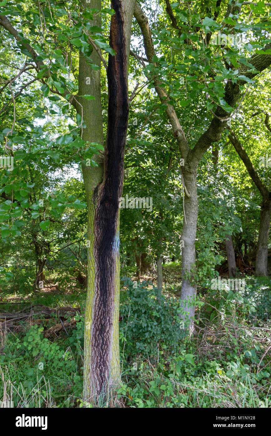 Lightning strike tree hi-res stock photography and images - Alamy