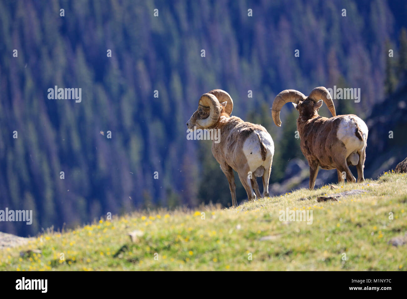 Two big horn sheep on alpine tundra in Rocky Mountain National Park ...