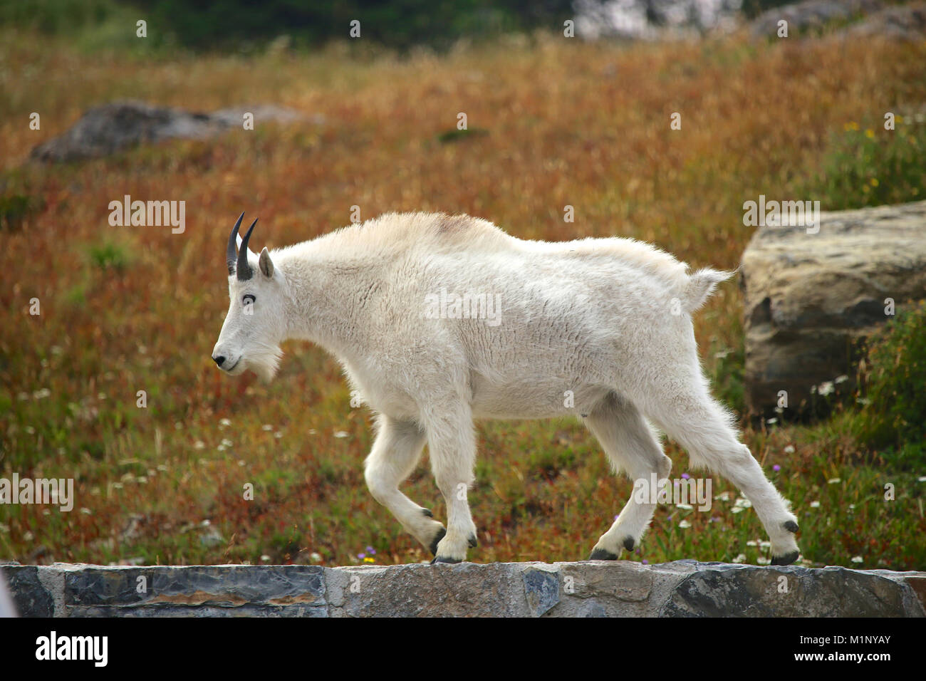 Mountain Goat in Glacier National Park, Montana Stock Photo - Alamy