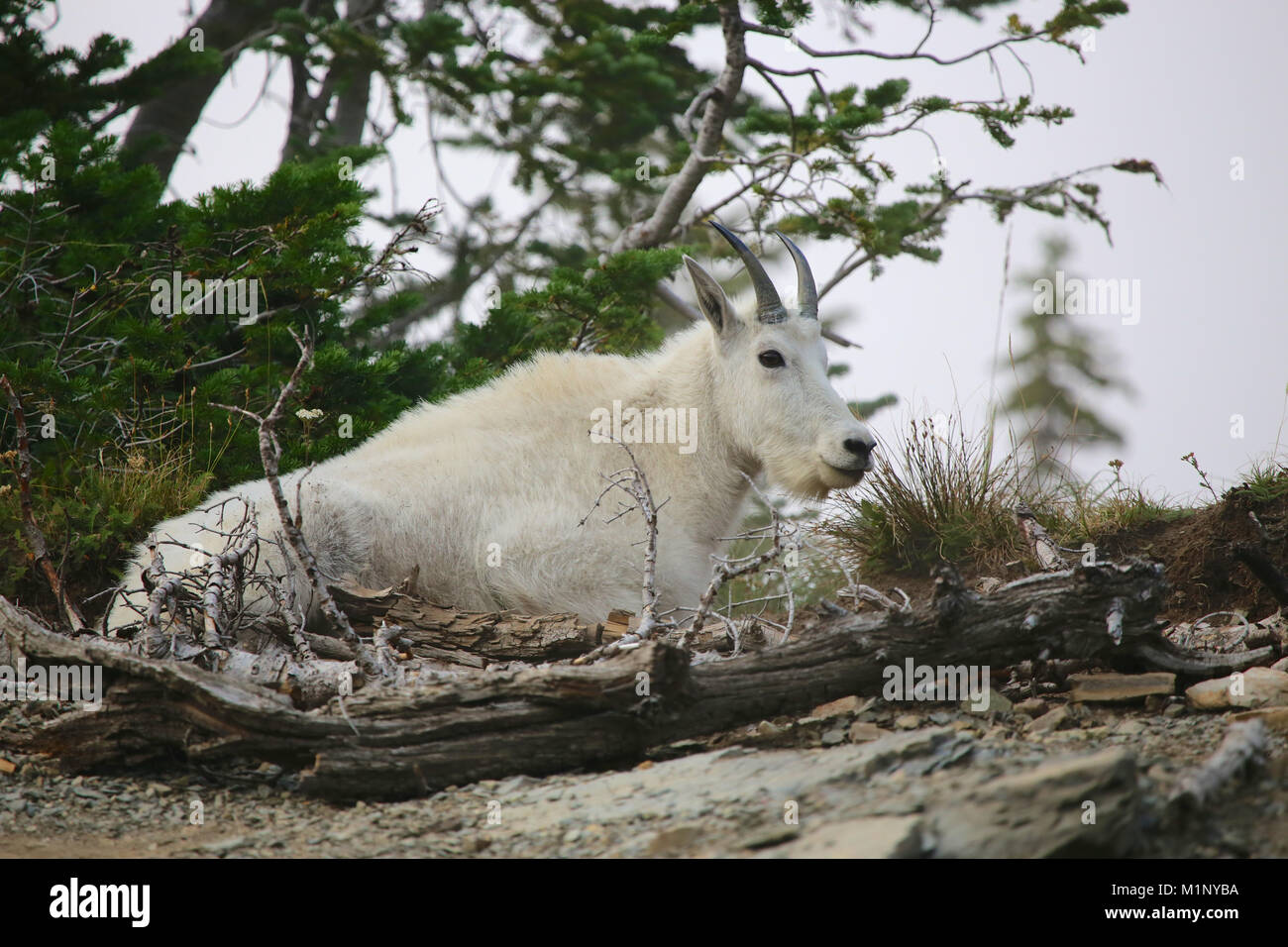 Mountain Goat in Glacier National Park, Montana Stock Photo - Alamy