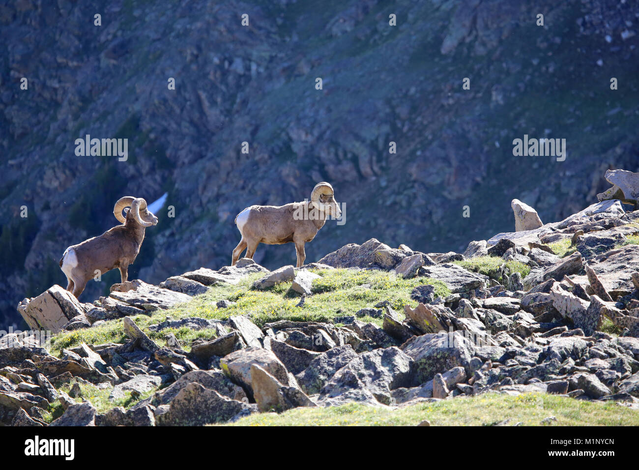 Big horn sheep wildlife ram on alpine cliff in Rocky Mountain National ...