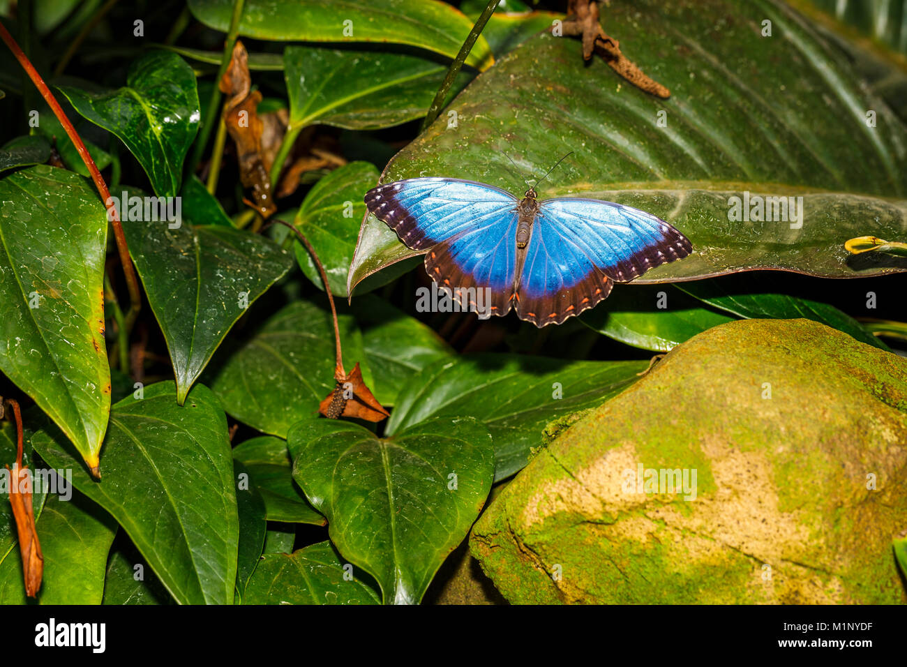 Irridescent blue morpho butterfly (Morpho peleides) at rest on a leaf ...