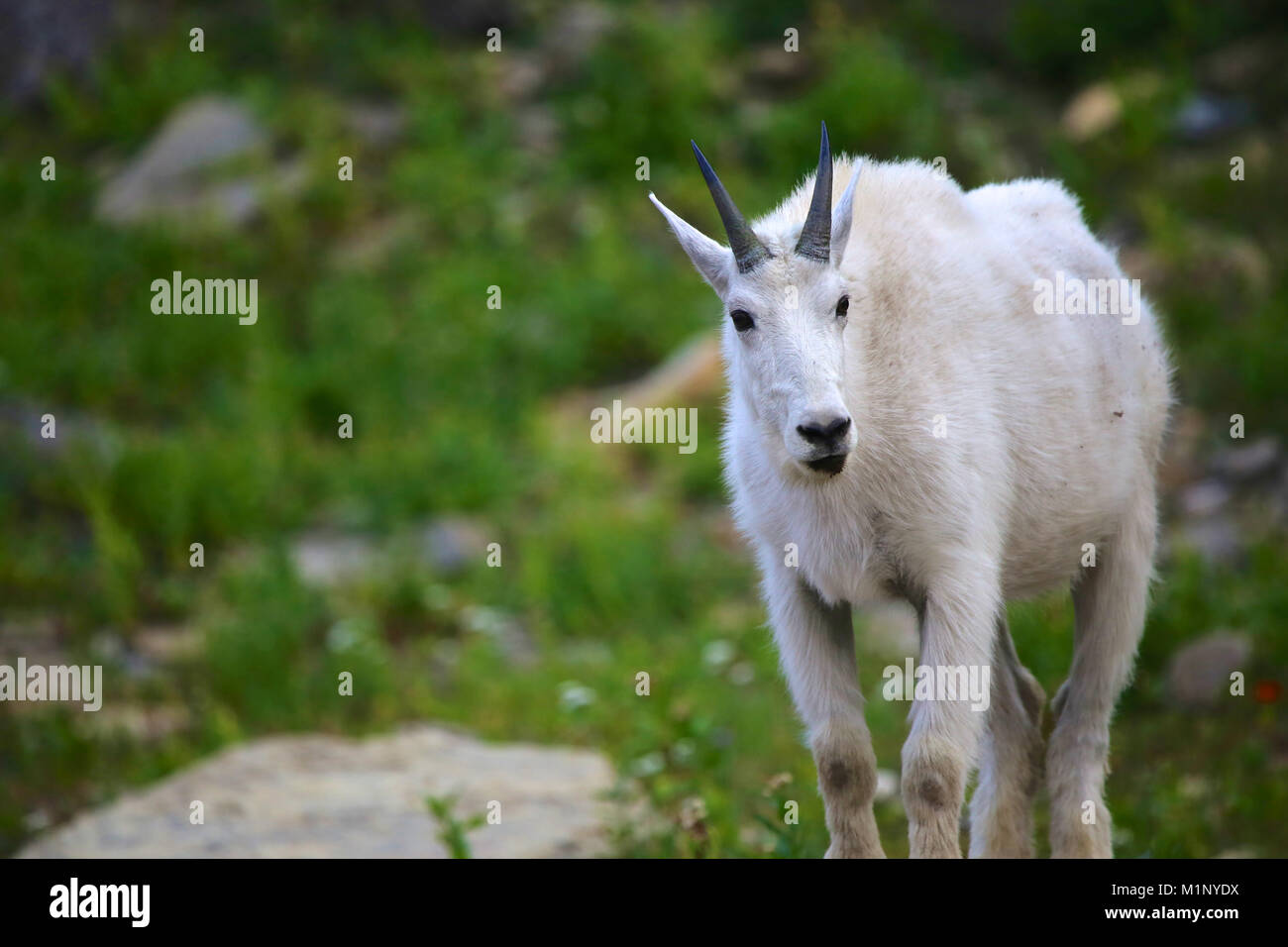 Mountain Goat in Glacier National Park, Montana Stock Photo - Alamy