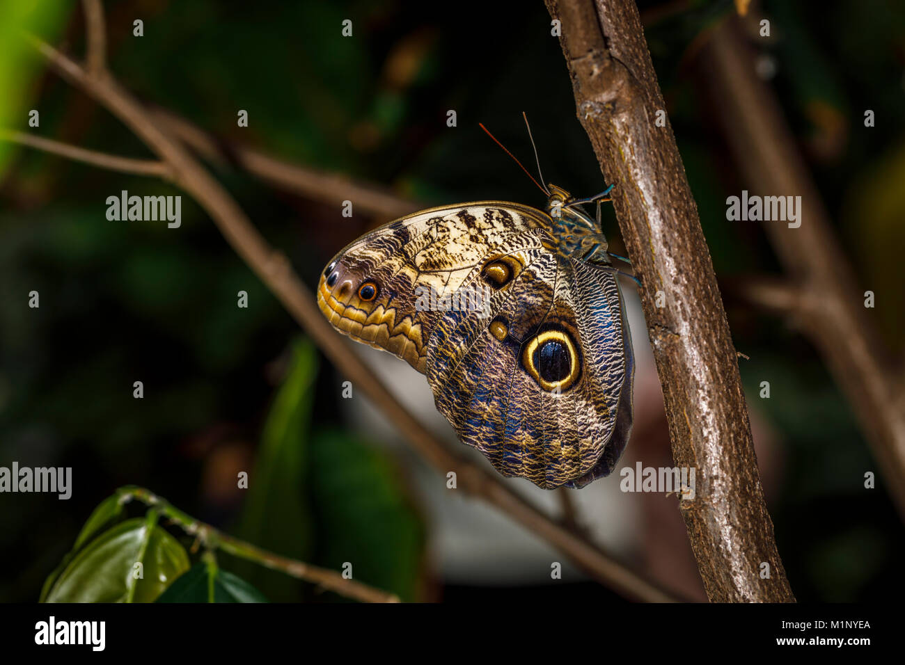 Owl butterfly (Caligo memnon) at rest with wings closed showing fake ...