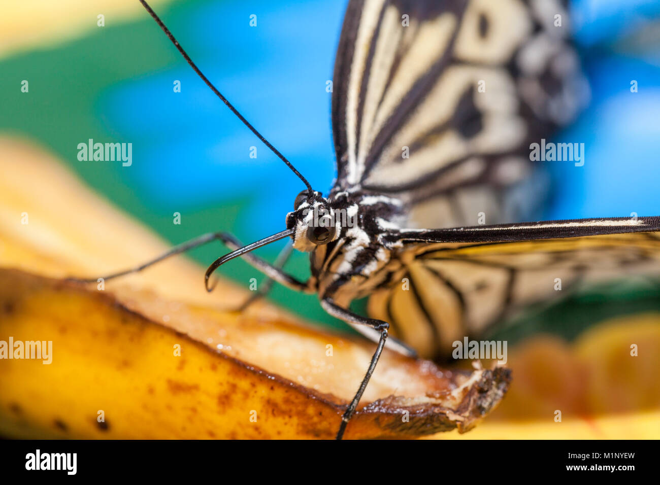 Butterfly, Head, Closeup, Front View High Resolution Stock Photography ...