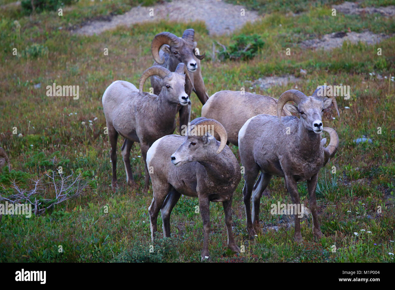 Big horn sheep herd in Glacier National Park, Montana Stock Photo - Alamy