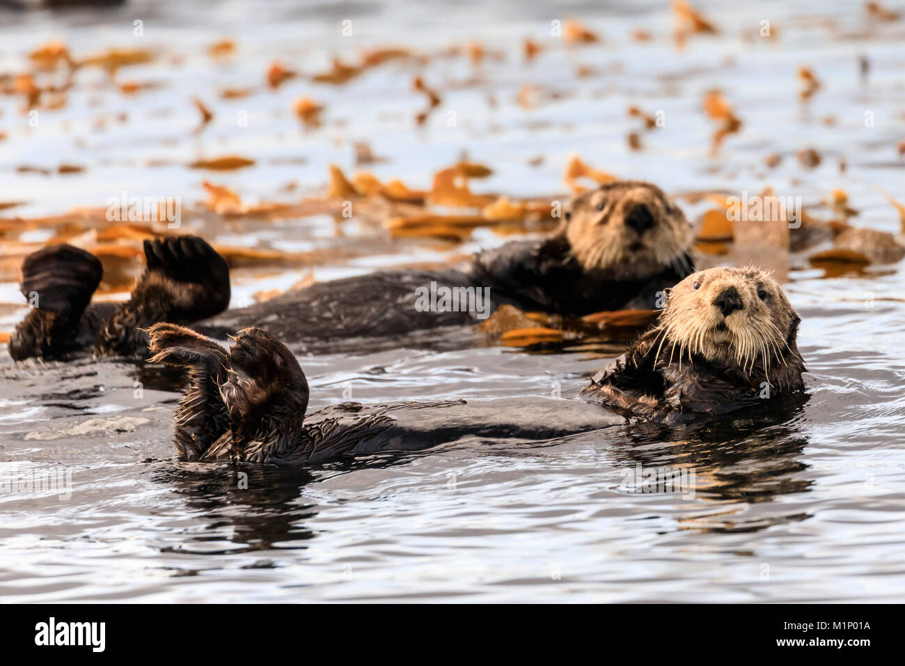 Sea Otters Endangered