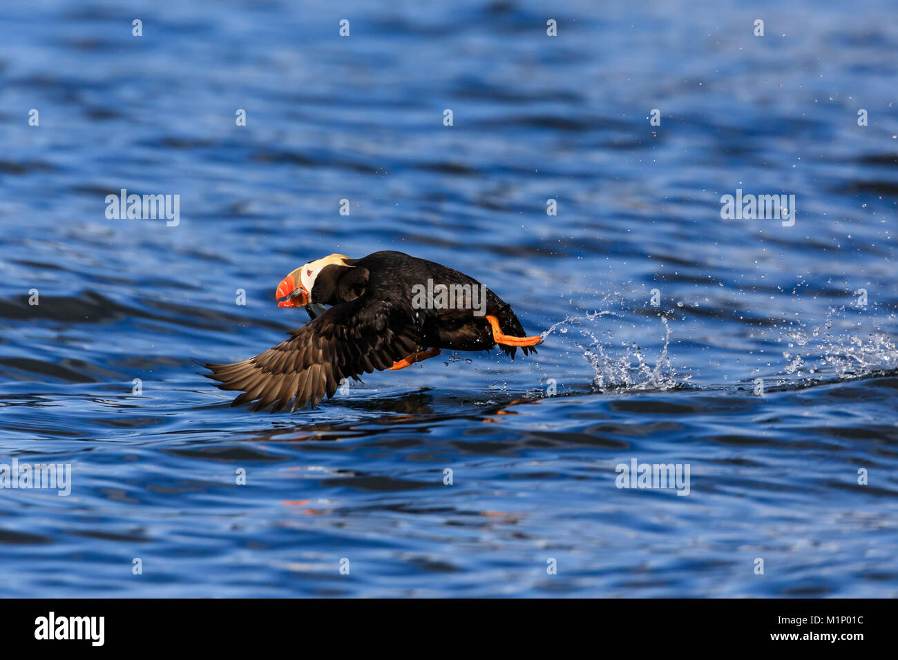 Tufted puffin (Fratercula cirrhata) in flight over the sea, with catch ...