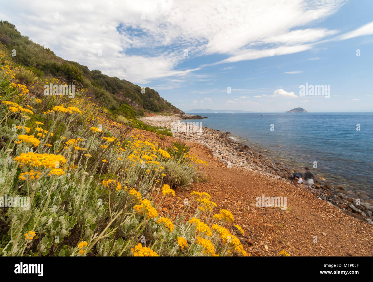 Wild flowers at Sansone Beach, Portoferraio, Elba Island, Livorno ...