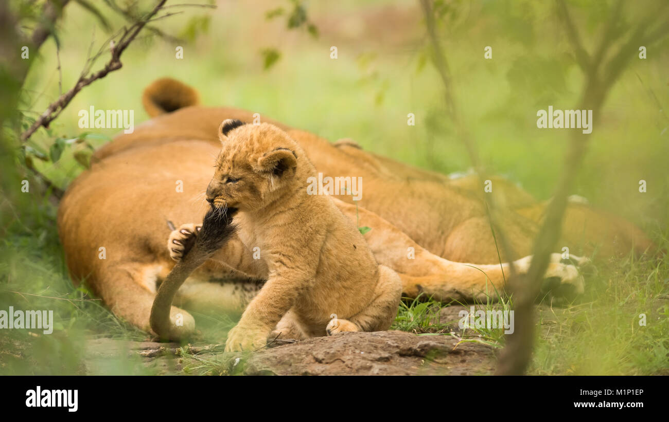 Lioness sitting side view hi-res stock photography and images - Alamy