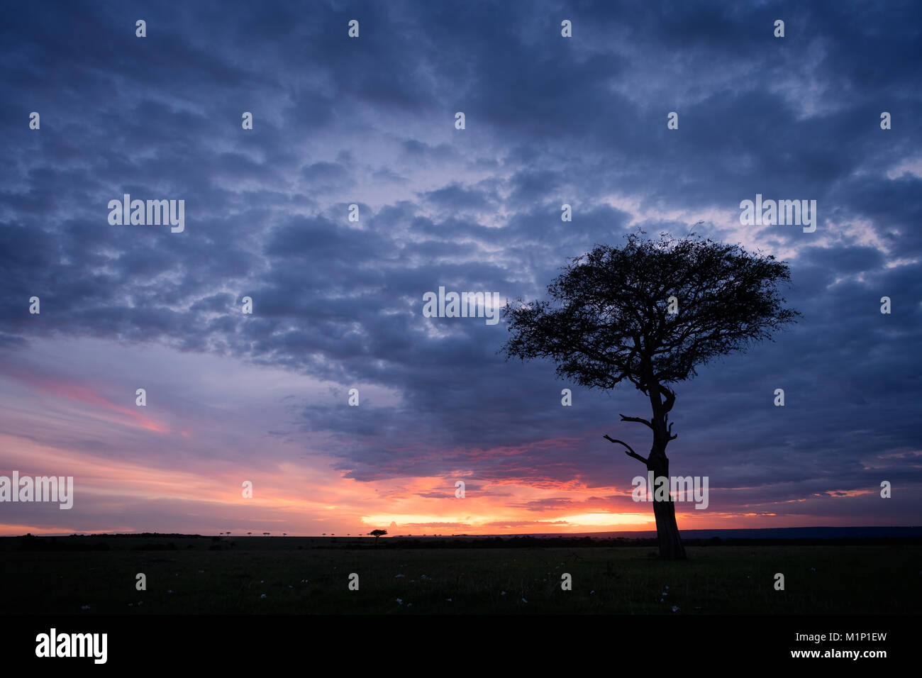 Beauty african acacia masai mara hi-res stock photography and images ...