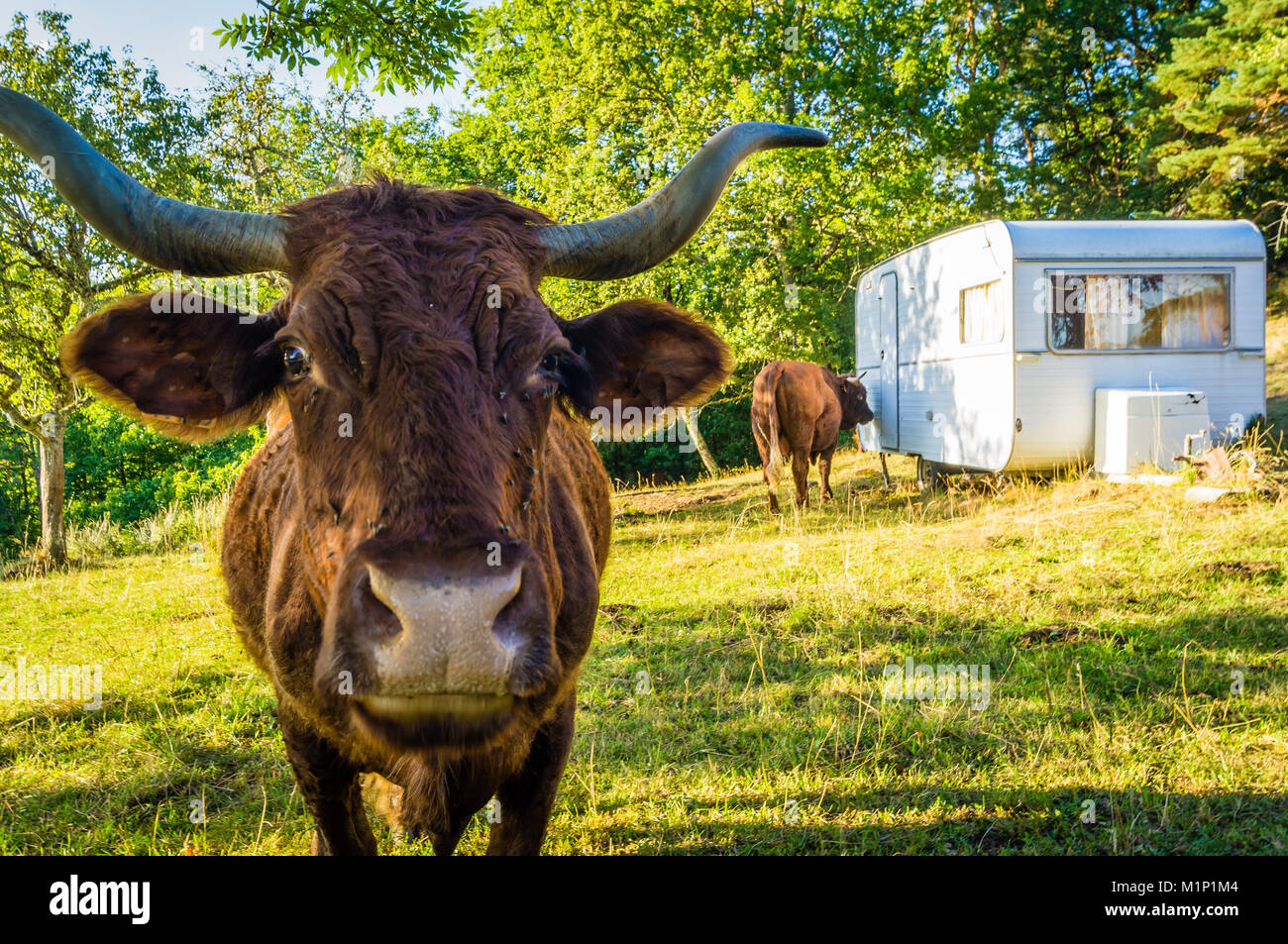 Cow close up shot hi-res stock photography and images - Alamy