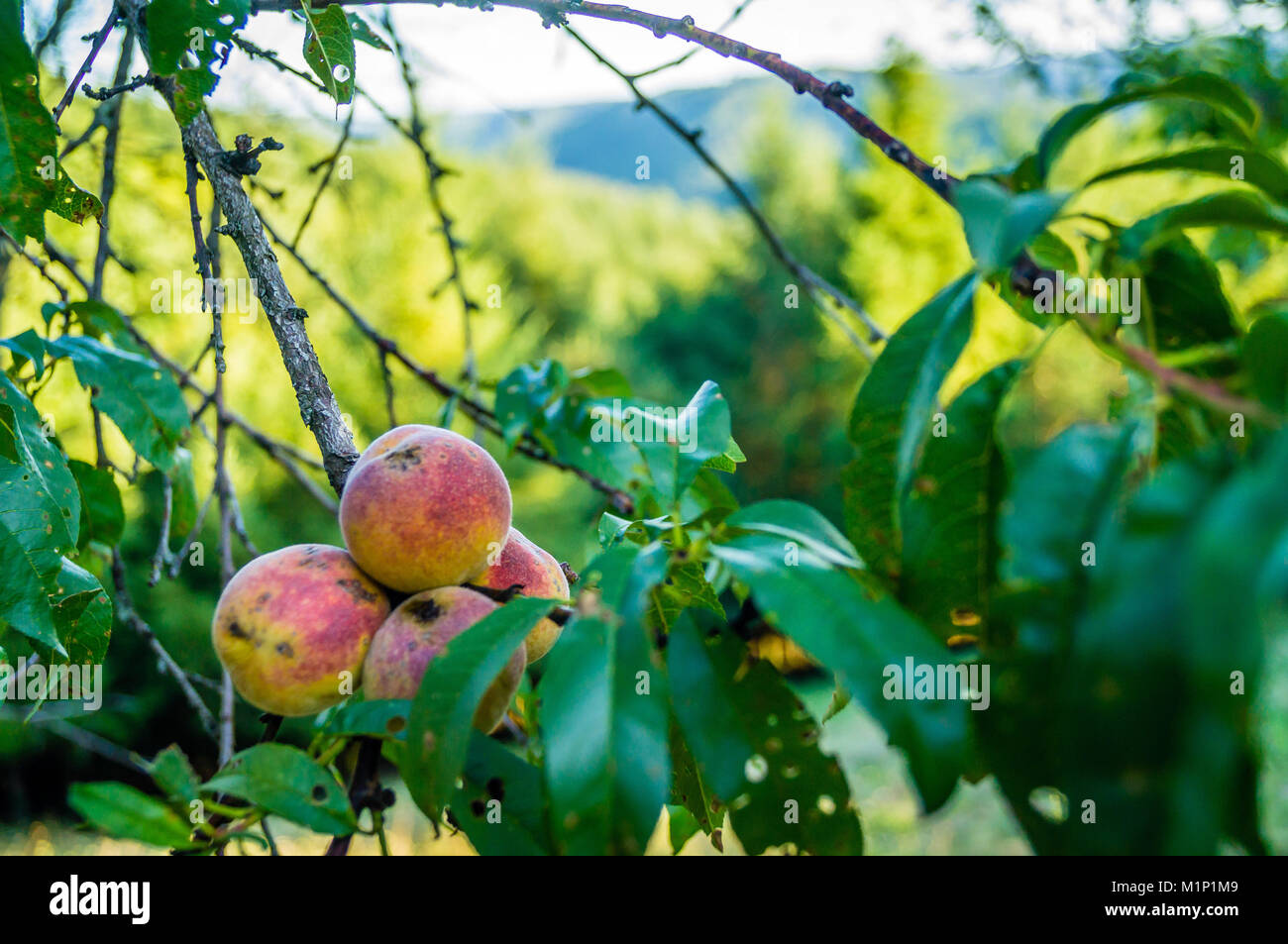 Wild peaches in France in the summer Stock Photo - Alamy