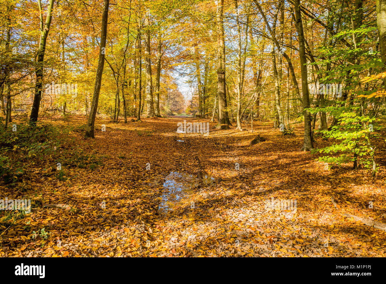 Rain in the forest hi-res stock photography and images - Alamy