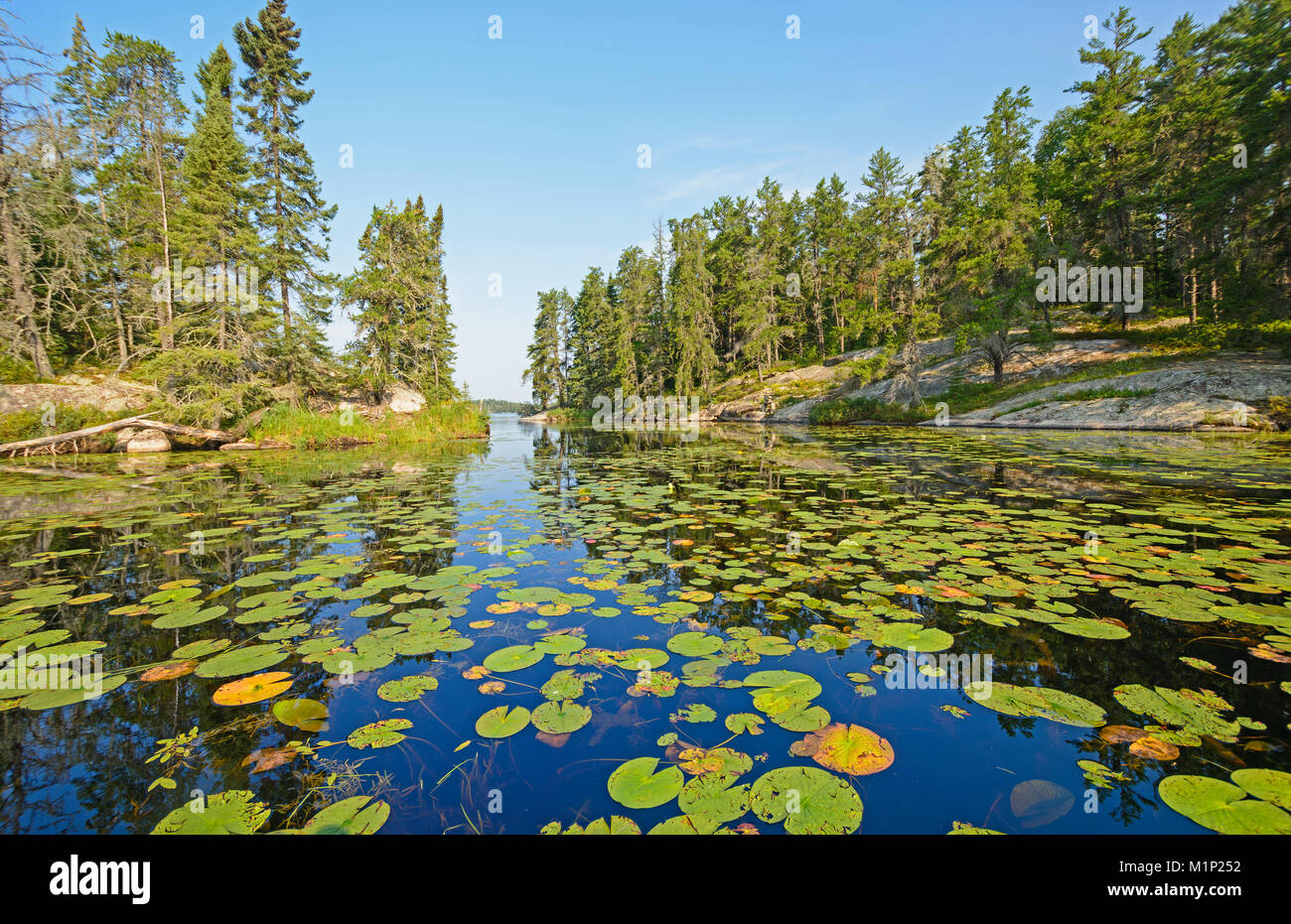 Dogfish lake hi-res stock photography and images - Alamy