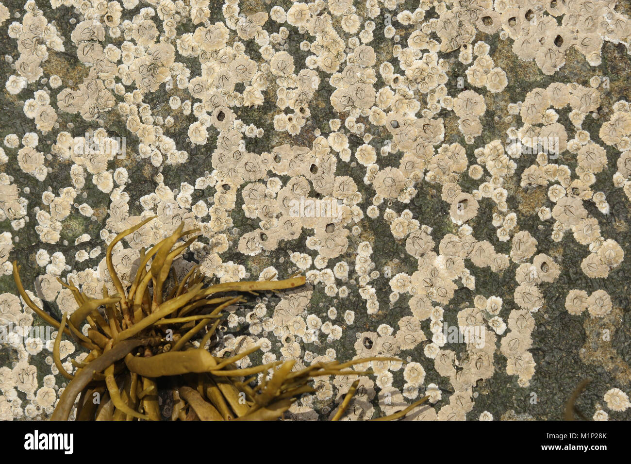 Barnacles (Balanidae) on a rock,Lofoten,Norway Stock Photo - Alamy