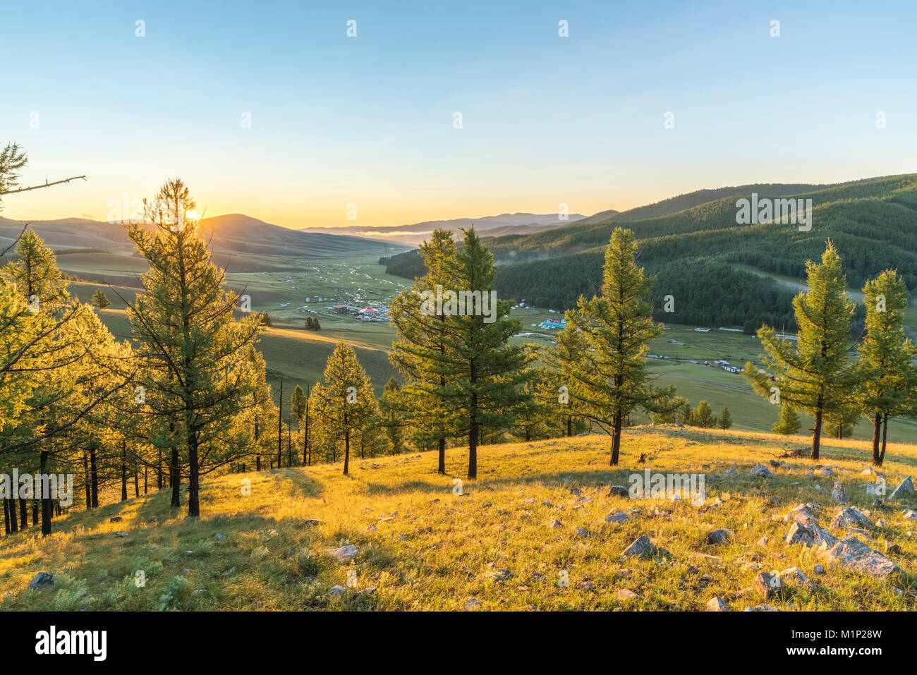 Fir trees in the morning light above Tsenkher Hot Springs, North Hangay ...