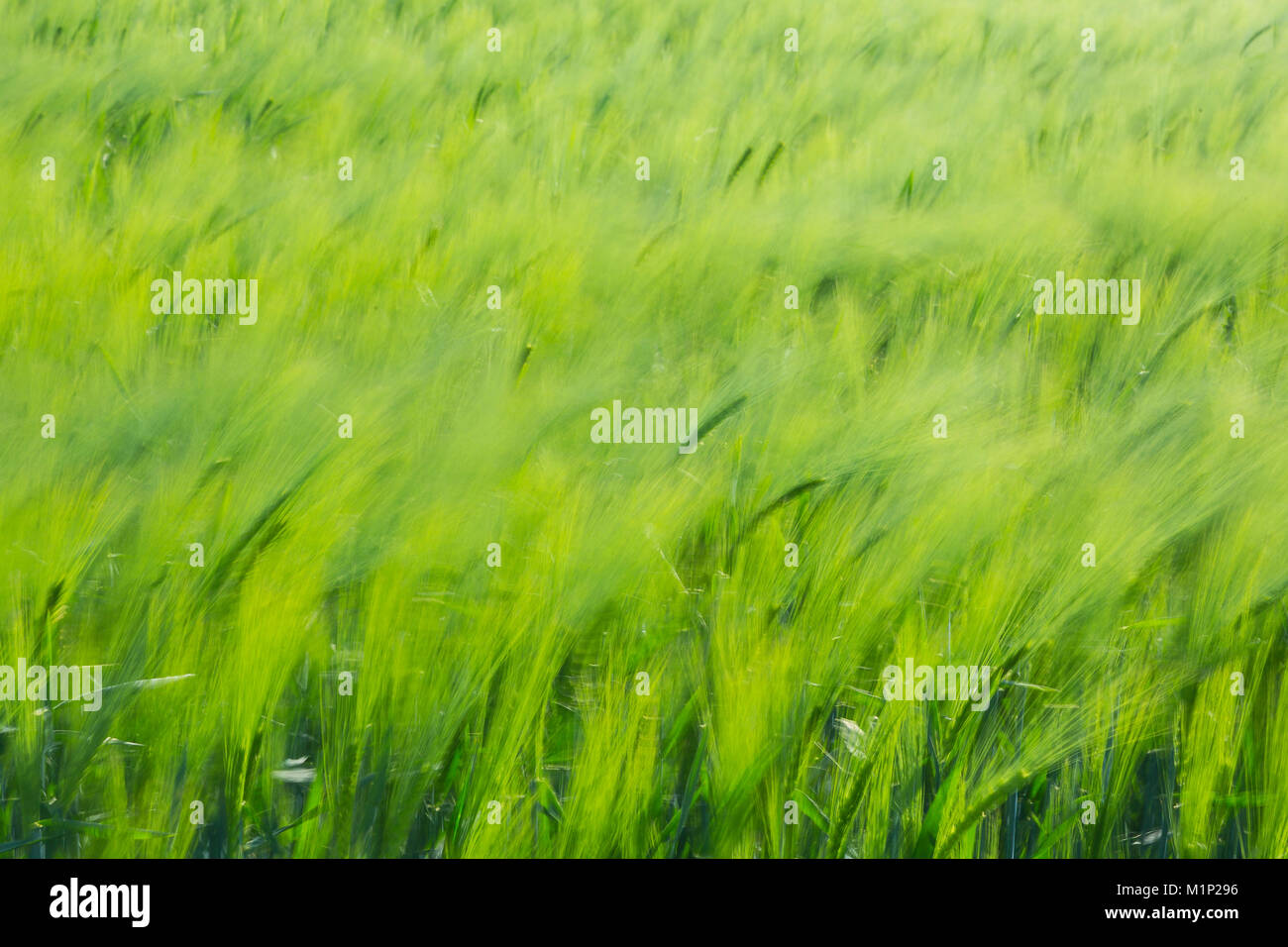 Wind moving ears on a field with Barley (Hordeum vulgare),background ...