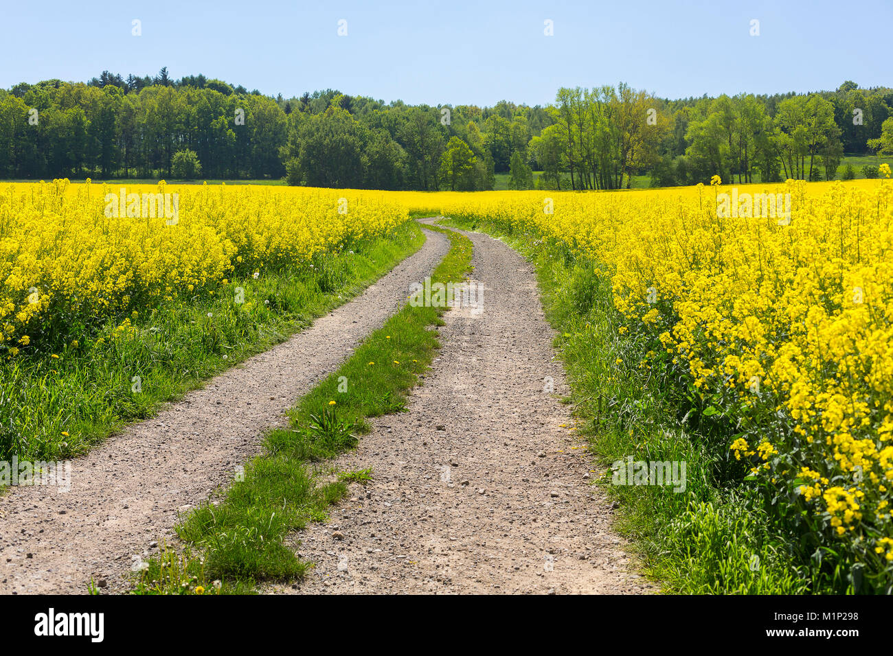 Path through blooming rape fields,Saxony,Germany Stock Photo - Alamy