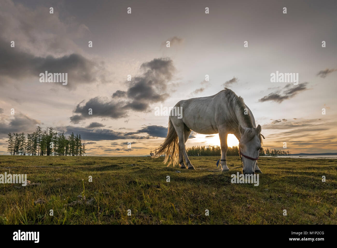 Horse grazing on the shores of Hovsgol Lake at sunset, Hovsgol province ...