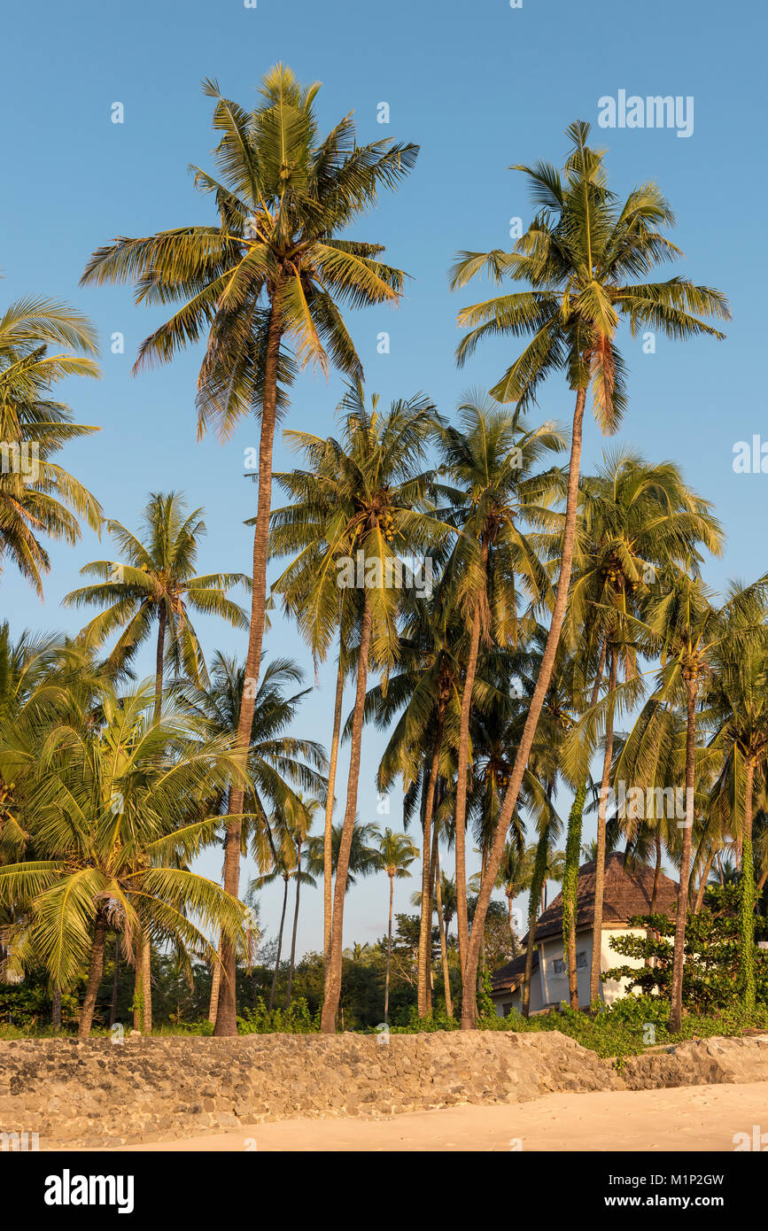 Coconut palm trees at Ngapali Beach,Rakhine State,Myanmar,Burma Stock ...